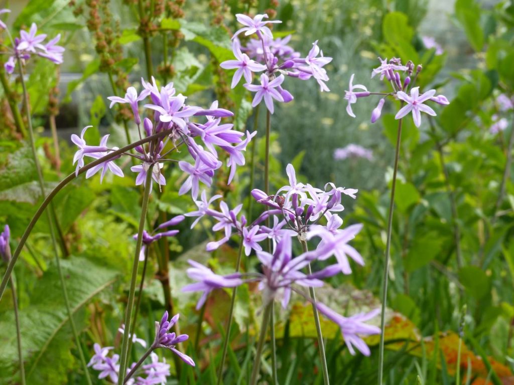 Ail violet d'afrique du sud - Tulbaghia violacea - Bio - La Serre Ô ...