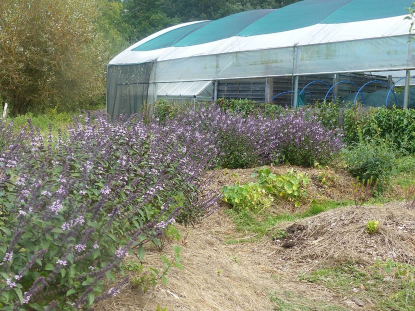Basilic perpétuel du kenya - Ocimum kilimandscharicum - Bio - La Serre ...
