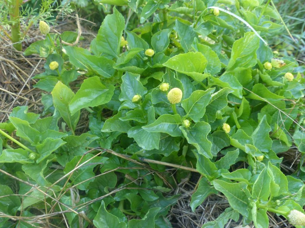 Brédes mafane - Acmella oleracea - Bio - La Serre Ô Délices :)