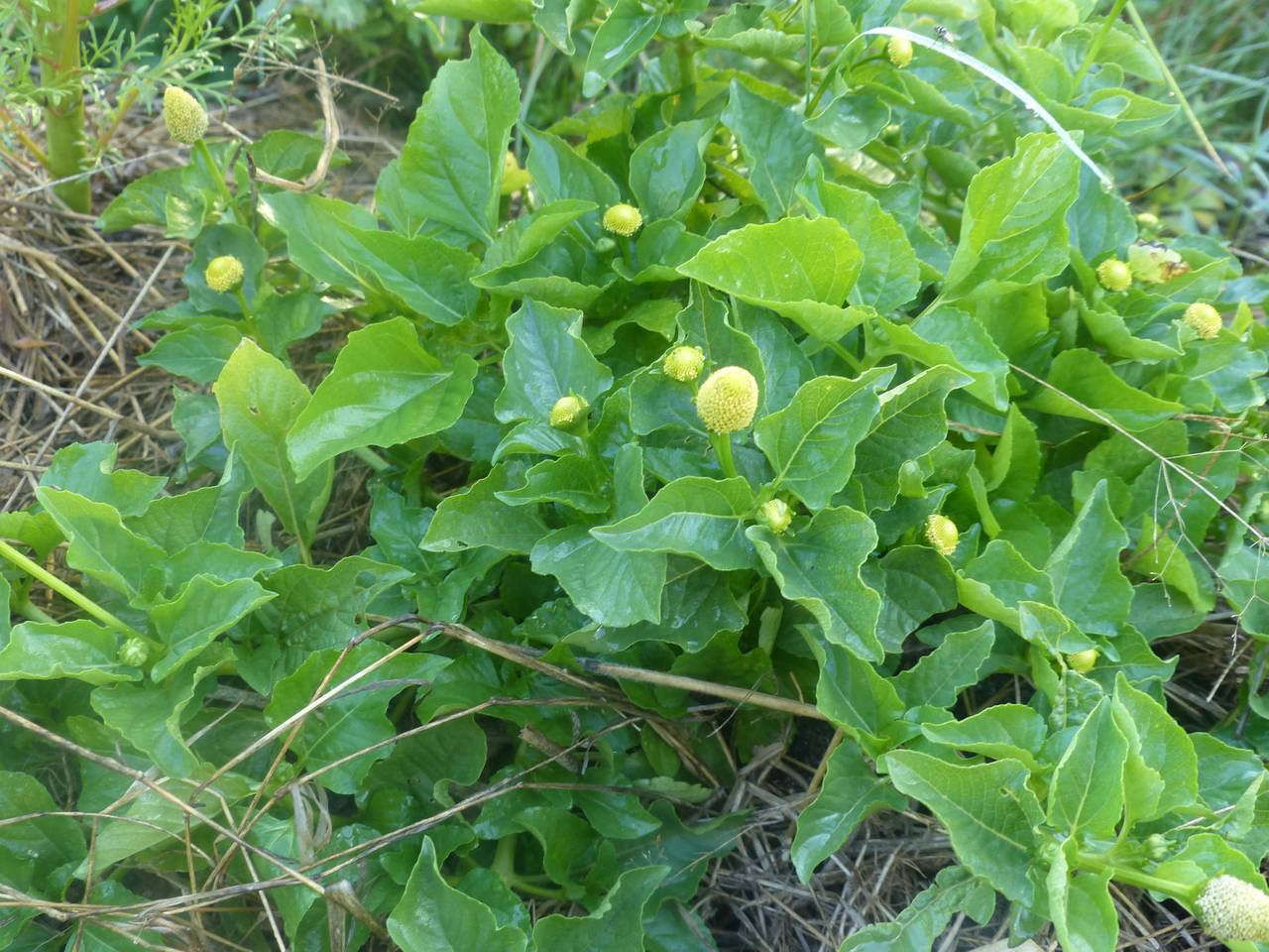 Brédes mafane - Acmella oleracea - Bio - La Serre Ô Délices :)