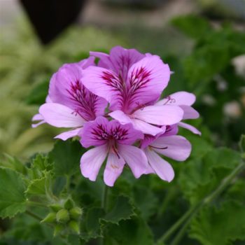 Géranium Coca-cola - Pelargonium crispum Sidral cola' - Bio - La Serre ...