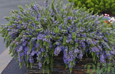 Romarin rampant - Rosmarinus officinalis rampant - Bio - La Serre Ô ...
