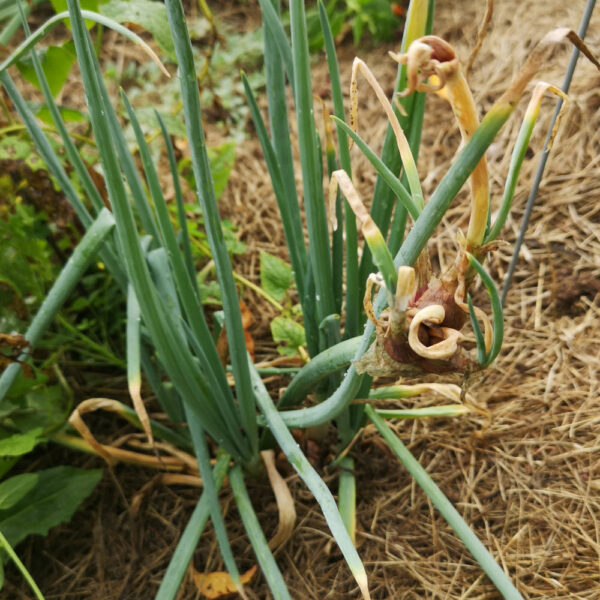 légume perpétuel - La Serre Ô Délices :)