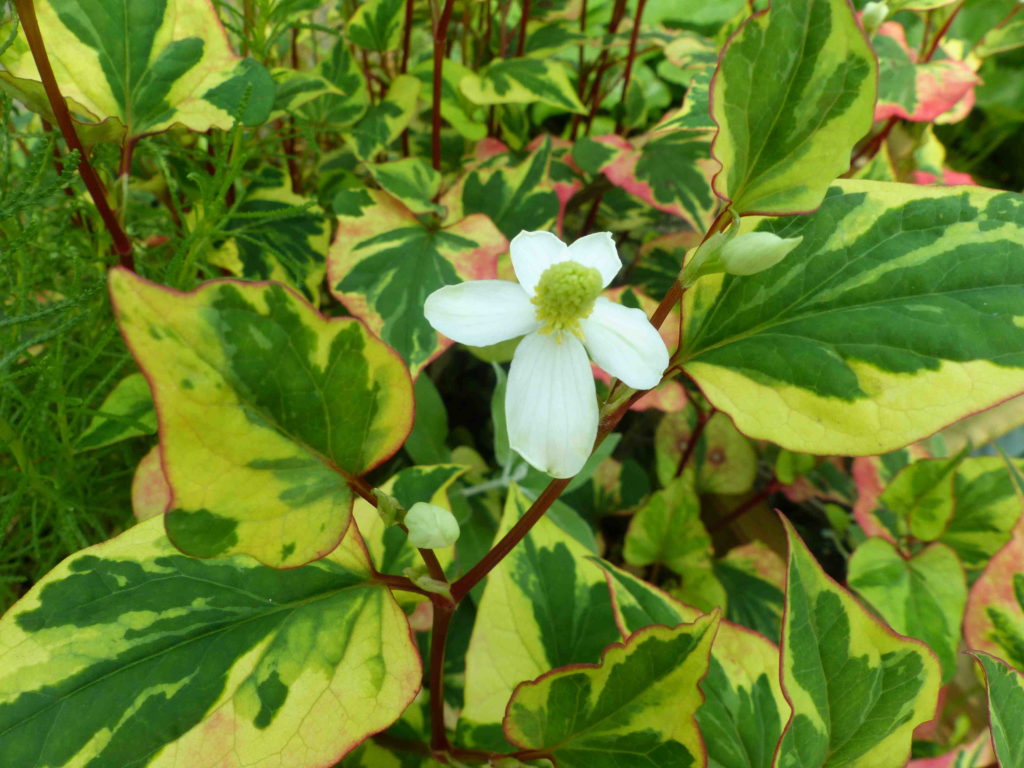 Poivrier de chine - Houttuynia cordata chameleon' - Bio - La Serre Ô ...