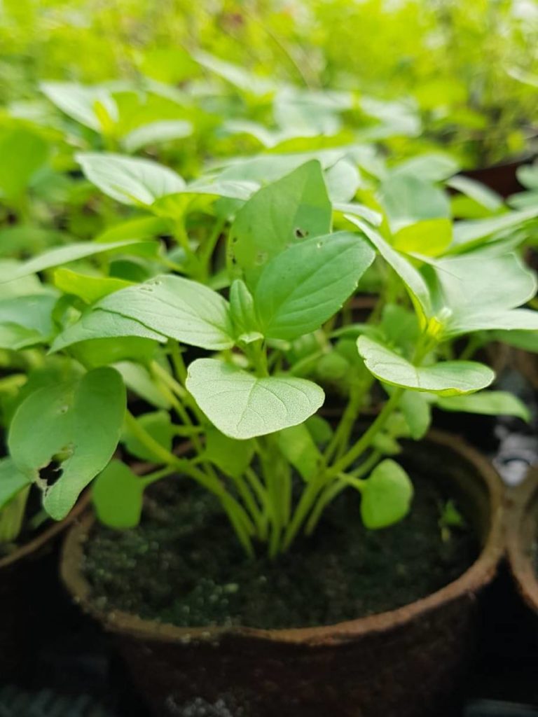 Basilic citron - Ocimum basilicum citriodorum - Bio - La Serre Ô Délices :)