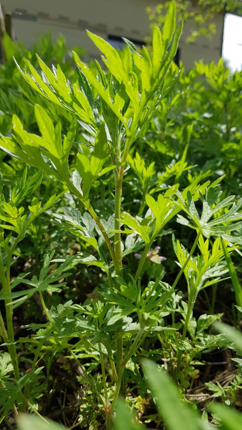 Armoise commune - Artemisia vulgaris - Bio - La Serre Ô Délices :)
