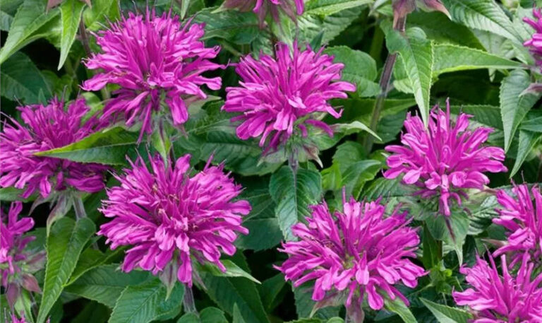 Monarde bergamote violette - Monarda X didyma Melua Violet - La Serre Ô ...