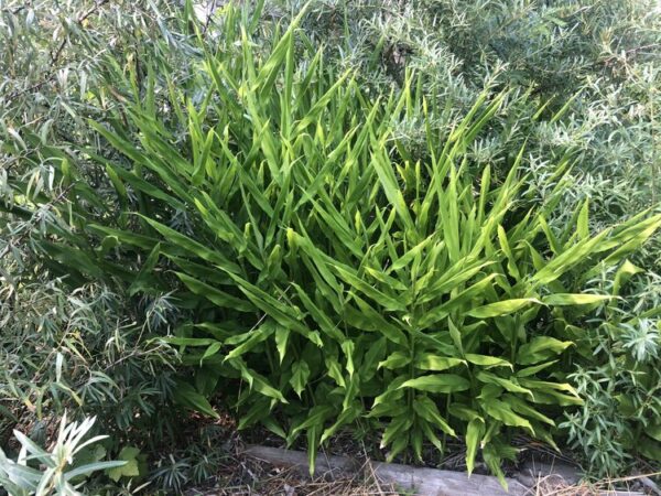 Gingembre japonais mioga (rustique)- Zingiber mioga - Bio - La Serre Ô Délices :)