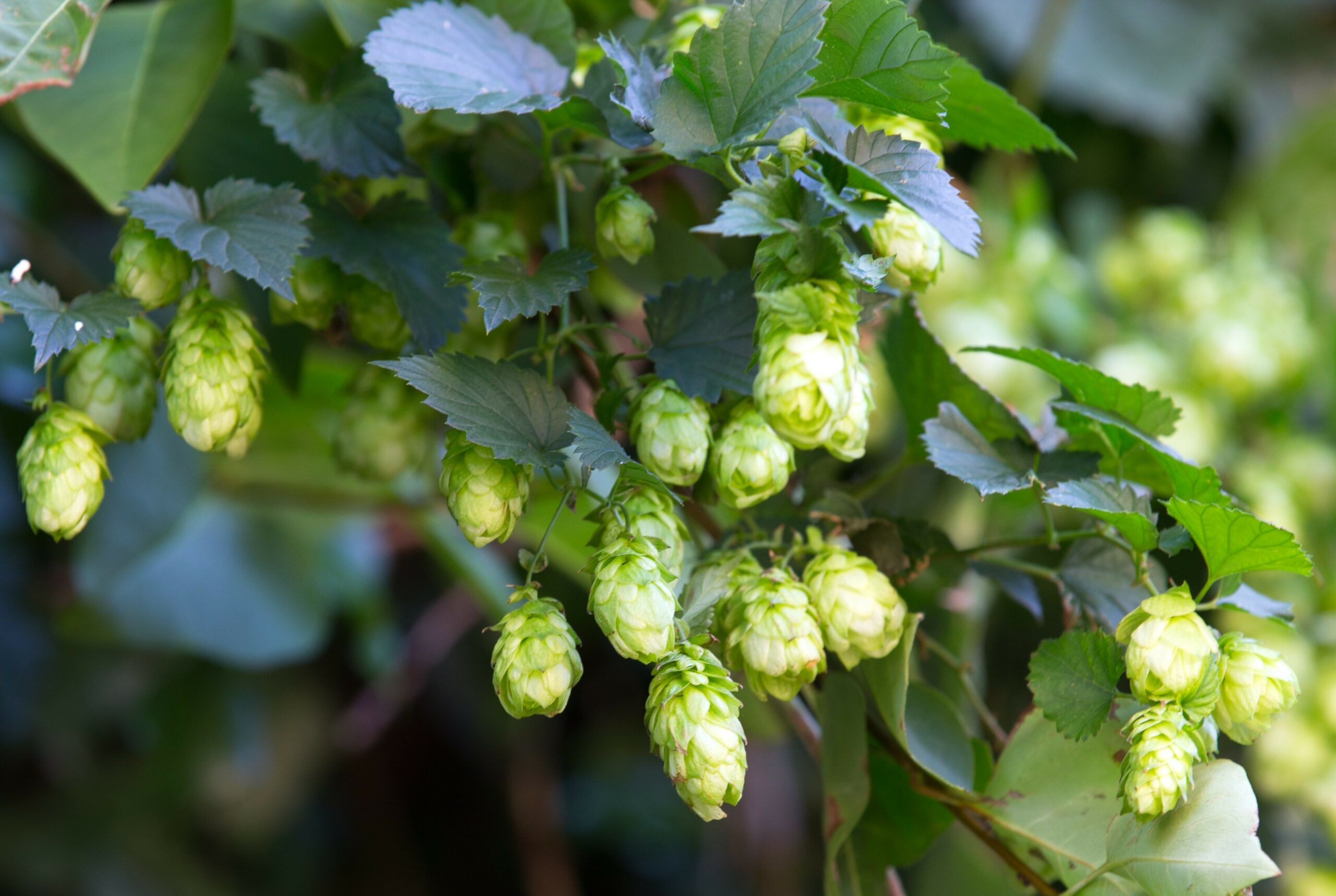 Houblon 'Jupiter' - Humulus lupulus 'Jupiter' - Bio - La Serre Ô Délices :)